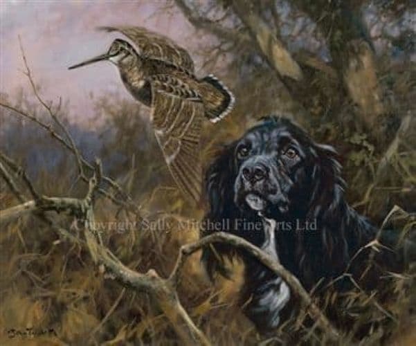 Cocker Spaniel Limited Edition Print Cocker Flushing Woodcock by John ...