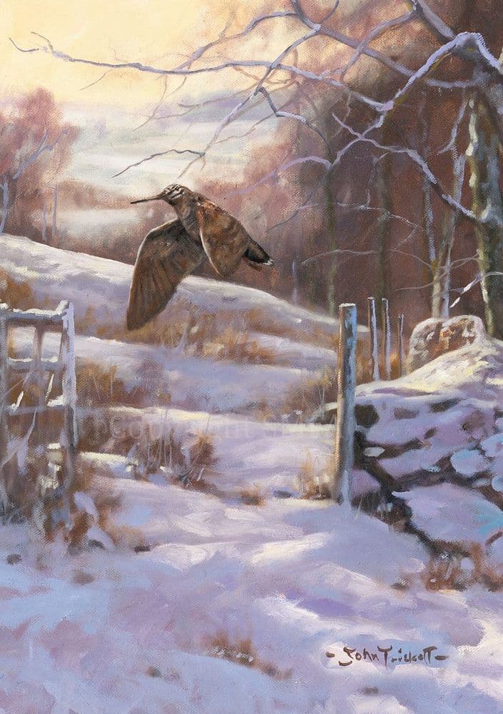 Early Evening Woodcock Christmas Cards by John Trickett C724x