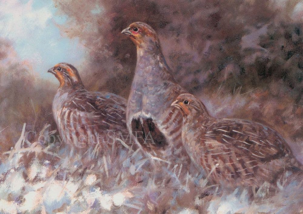English Partridge Blank Greetings Card by John Trickett