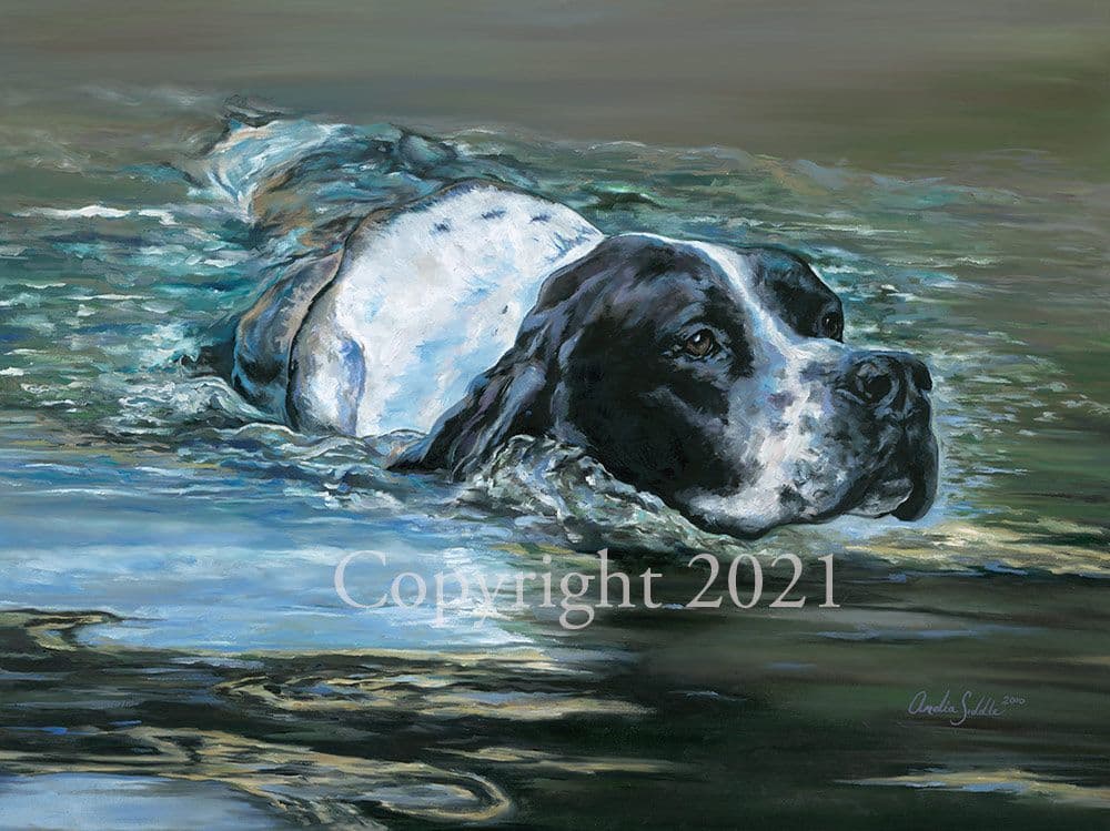 English Pointer Limited Edition Print The Swimmer by Amelia Siddle