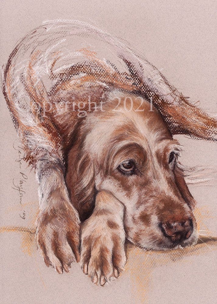 English Setter Limited Edition Print English Setter by Denise Playfair