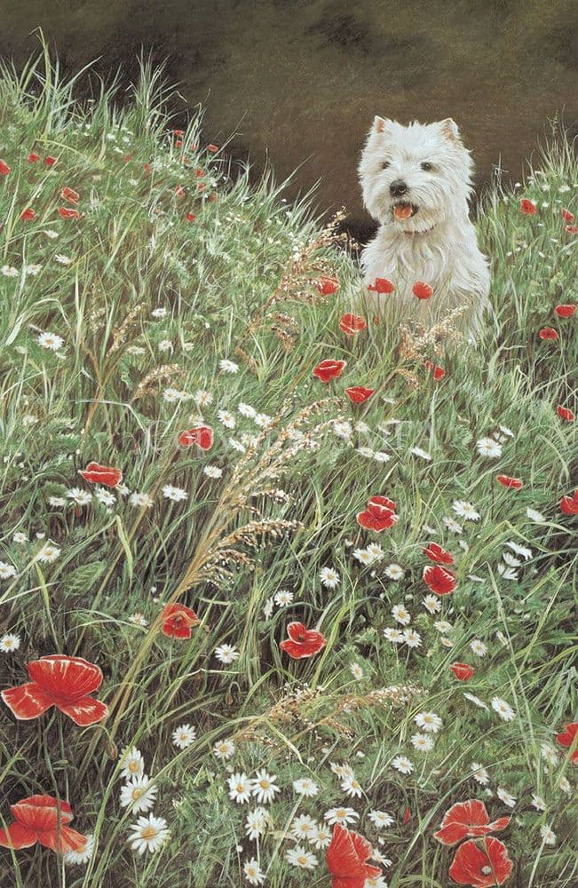 Field of Dreams Westie Print by Paul Doyle