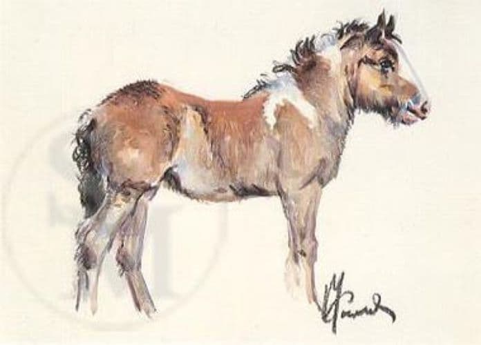 Foal Blank Greetings Card The Infant by Malcolm Coward B57