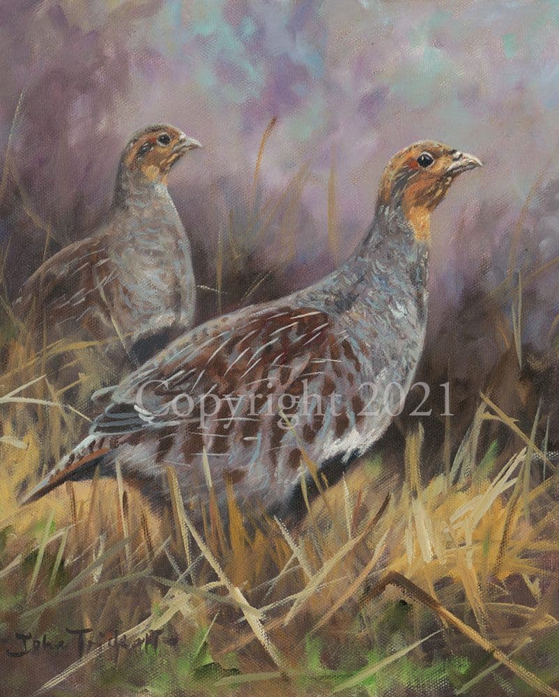Grey Partridge Limited Edition Print Grey Partridges by John Trickett