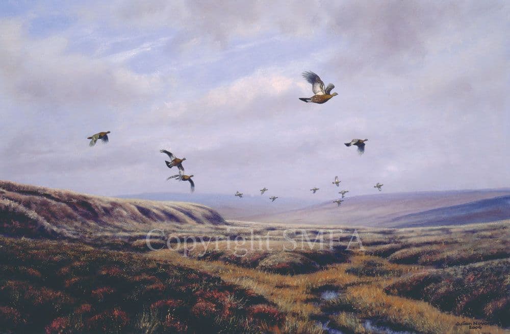 Grouse Gamebird Limited Edition Print August Grouse by Julian Novorol