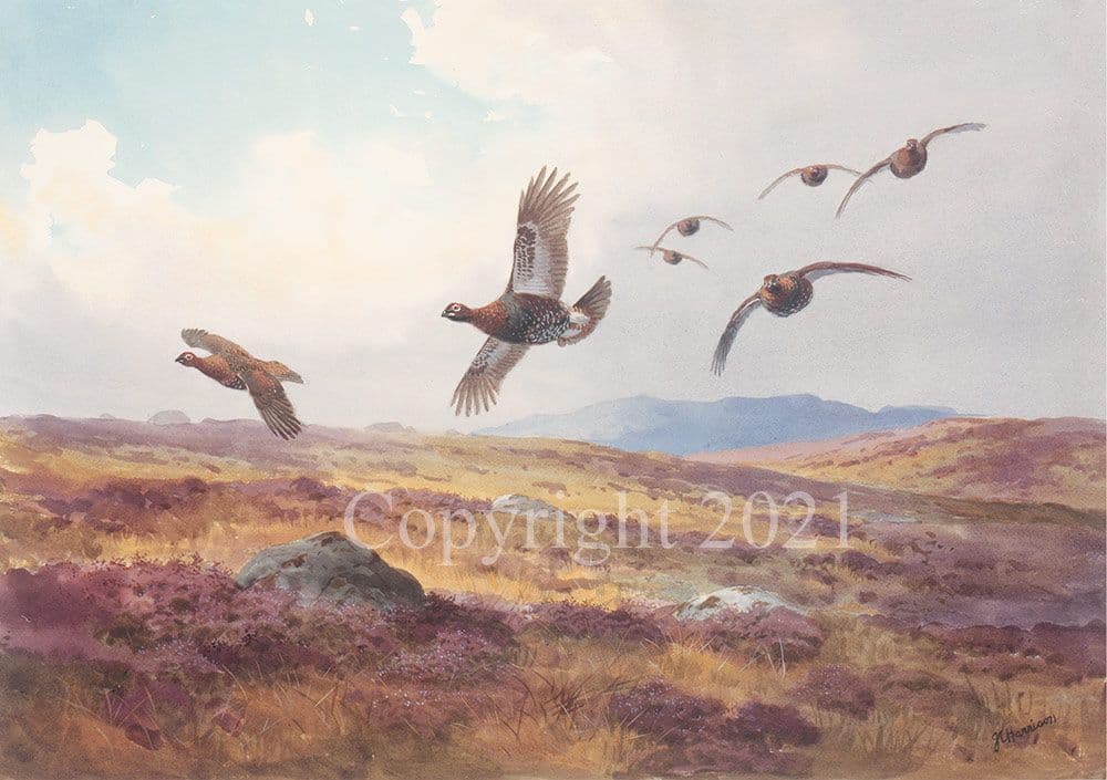 Grouse Open Edition Print Grouse By J C Harrison