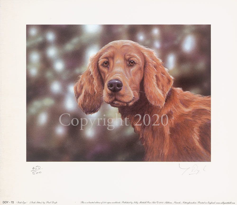 Irish setter Limited Edition Print Irish Eyes by Paul Doyle