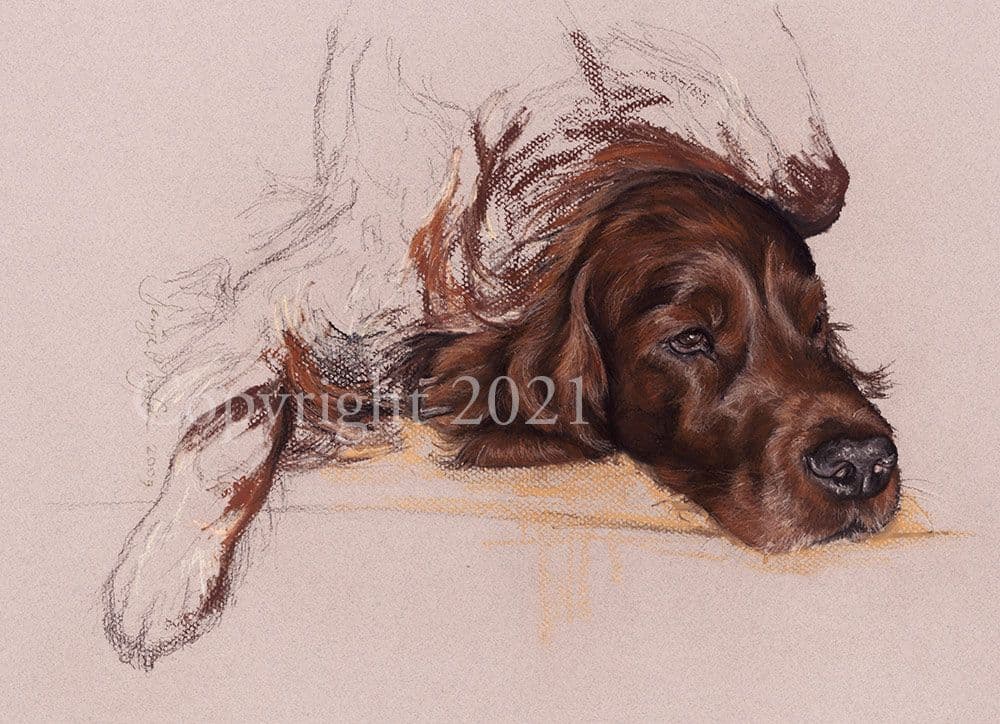 Irish Setter Limited Edition Print Irish Setter by Denise Playfair