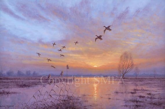 Mallard Gamebird Limited Edition Print Sunset Mallard by Julian Novorol