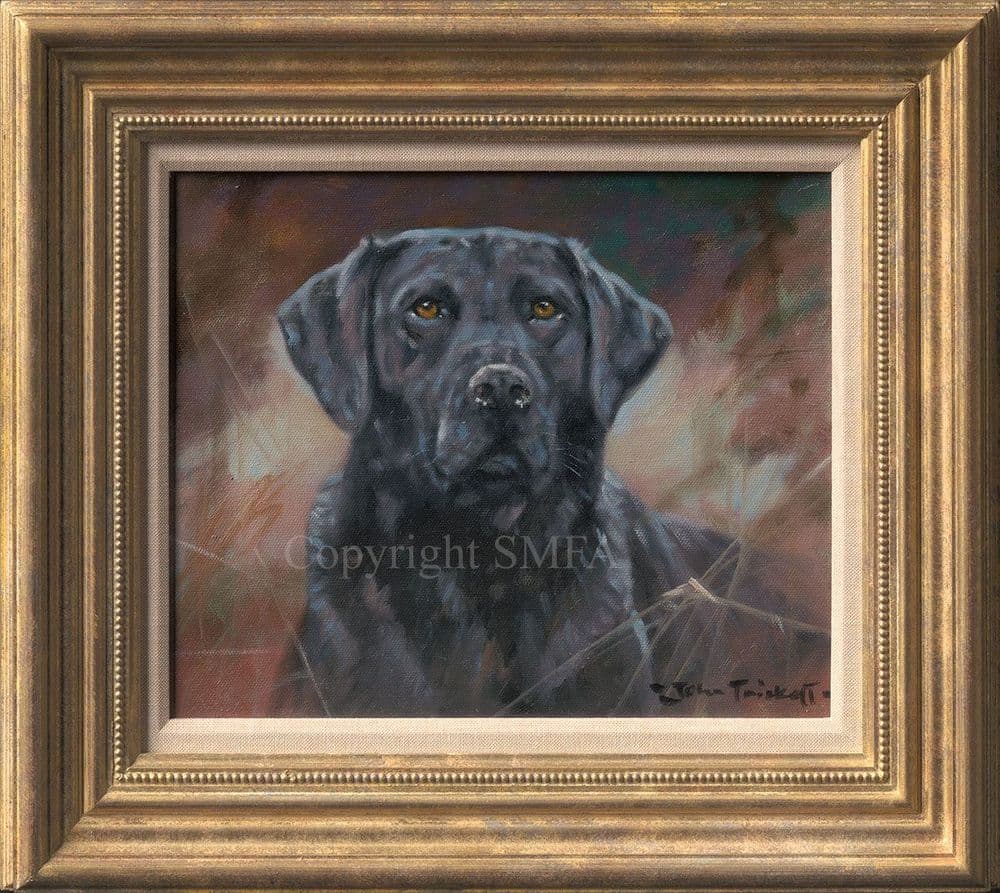 No 10 Honesty Labrador Original Oil on Canvas by John Trickett