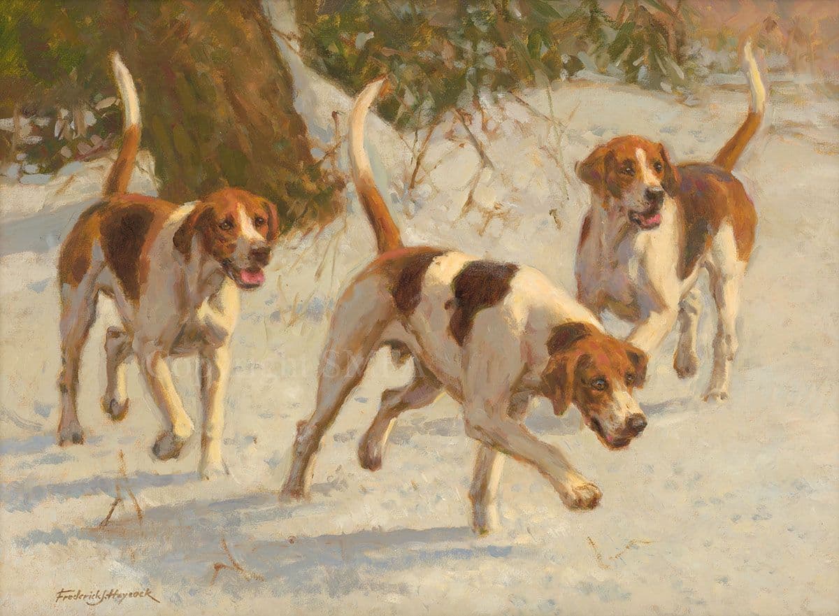 No 34 Snow Scent Original Foxhound Painting by Federick J Haycock