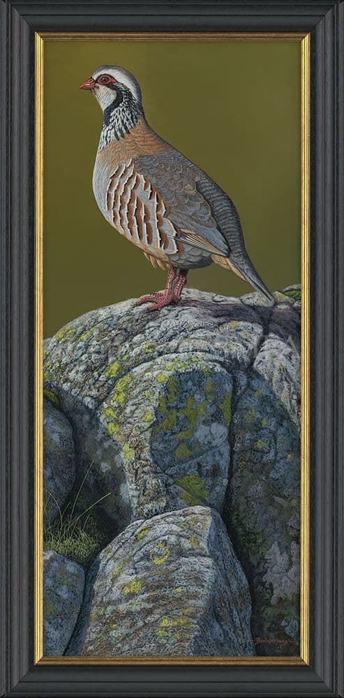 No 51 Red Leg Rock Original French Partridge Painting by Ben Waddams