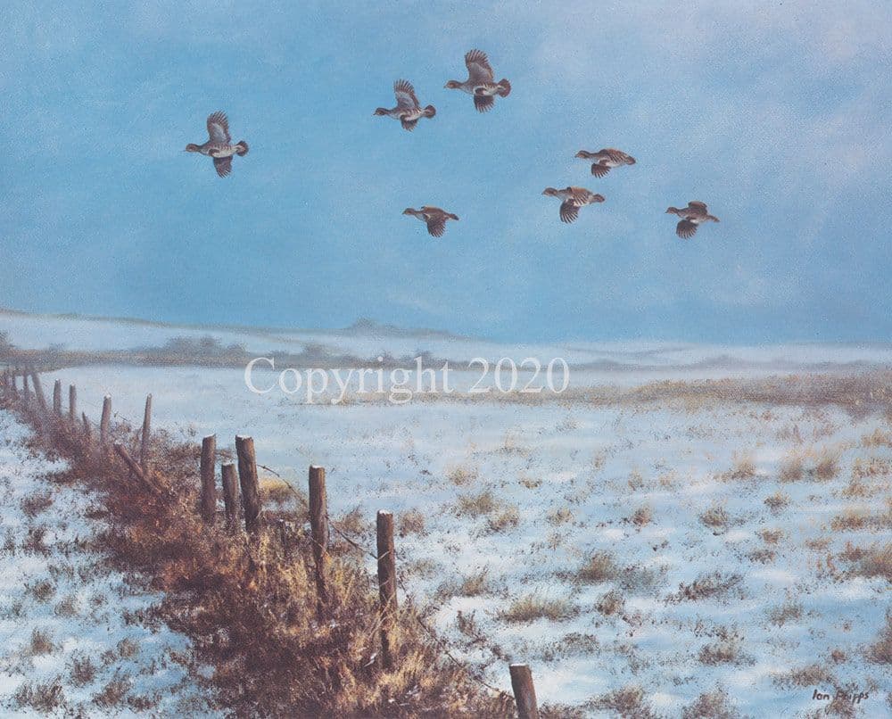 Partridge Limited Edition Print Partridge by Ian Phipps