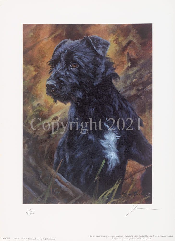 Patterdale Limited Edition Print Fearless Hunter by John Trickett
