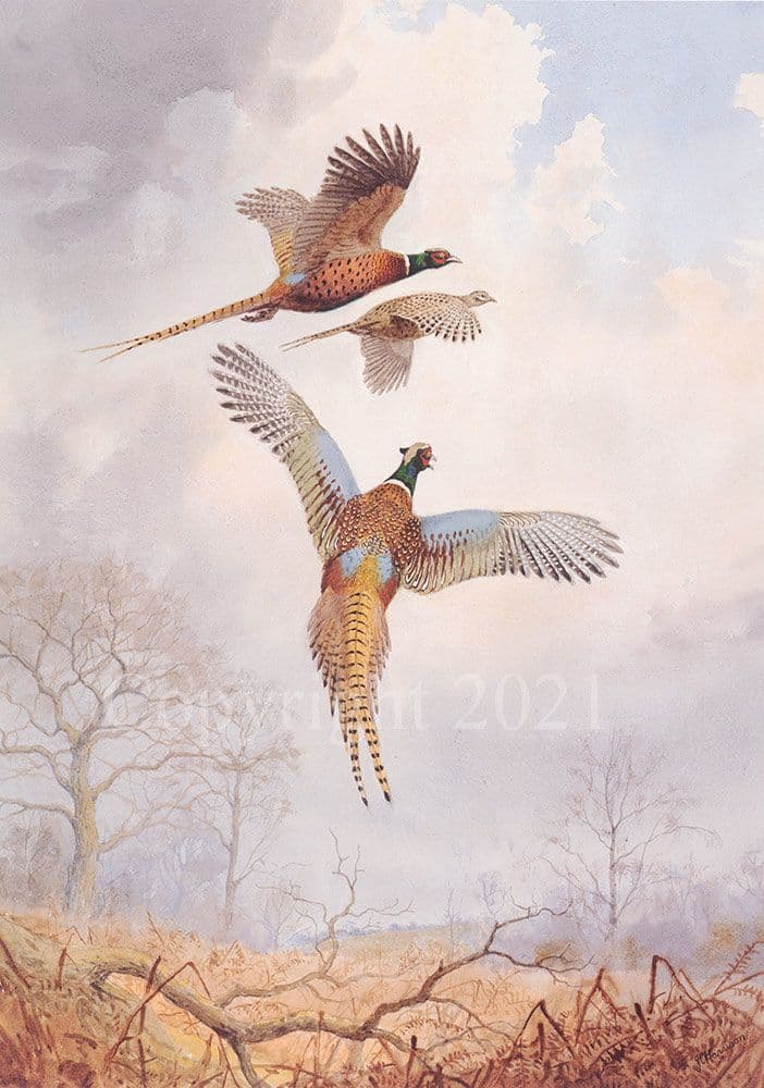 Pheasant Open Edition Print Pheasants Rising by J C Harrison