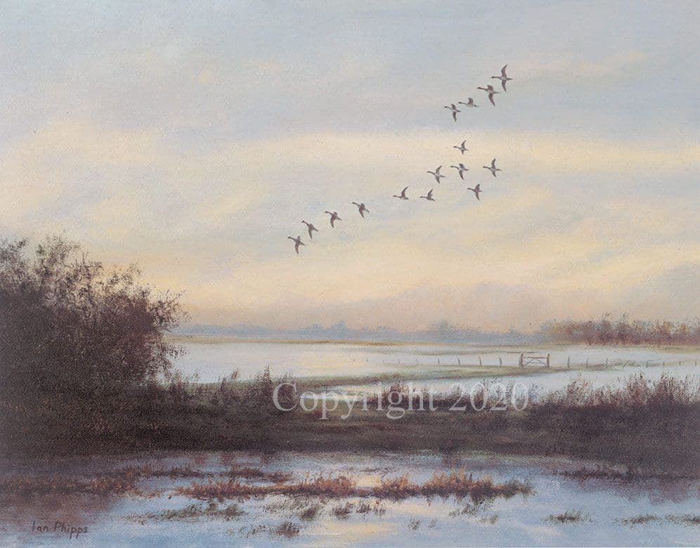 Pintail Limited Edition Print Pintail Over Ouse Washes by Ian Phipps