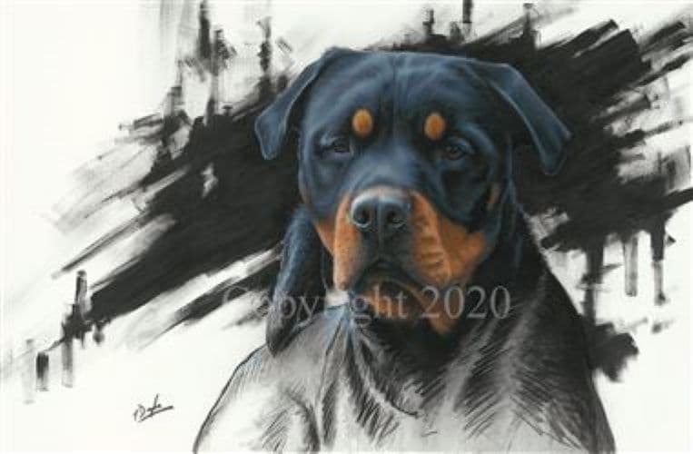 Rottweiler Canvas Limited Edition Print The Handsome Man by Paul Doyle