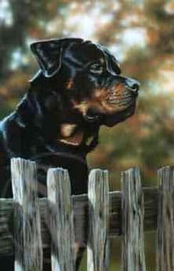 Rottweiler Limited Edition Print Guard Duty by Paul Doyle