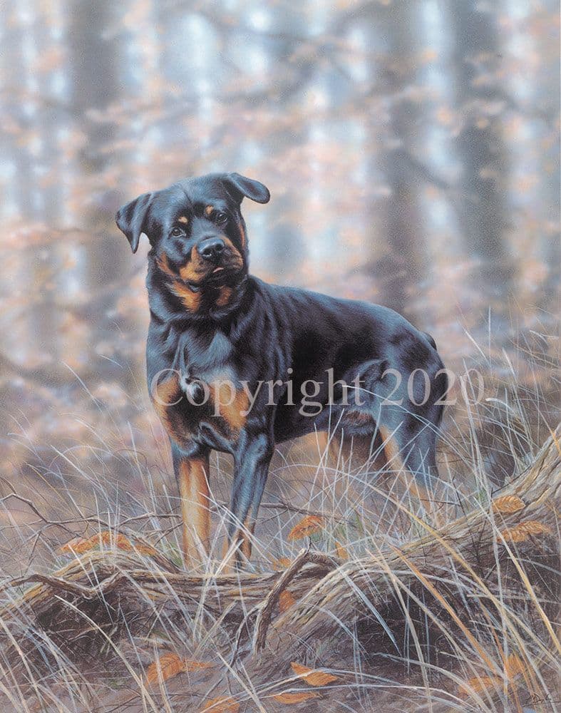 Rottweiler Limited Edition Print Loyalty by Paul Doyle