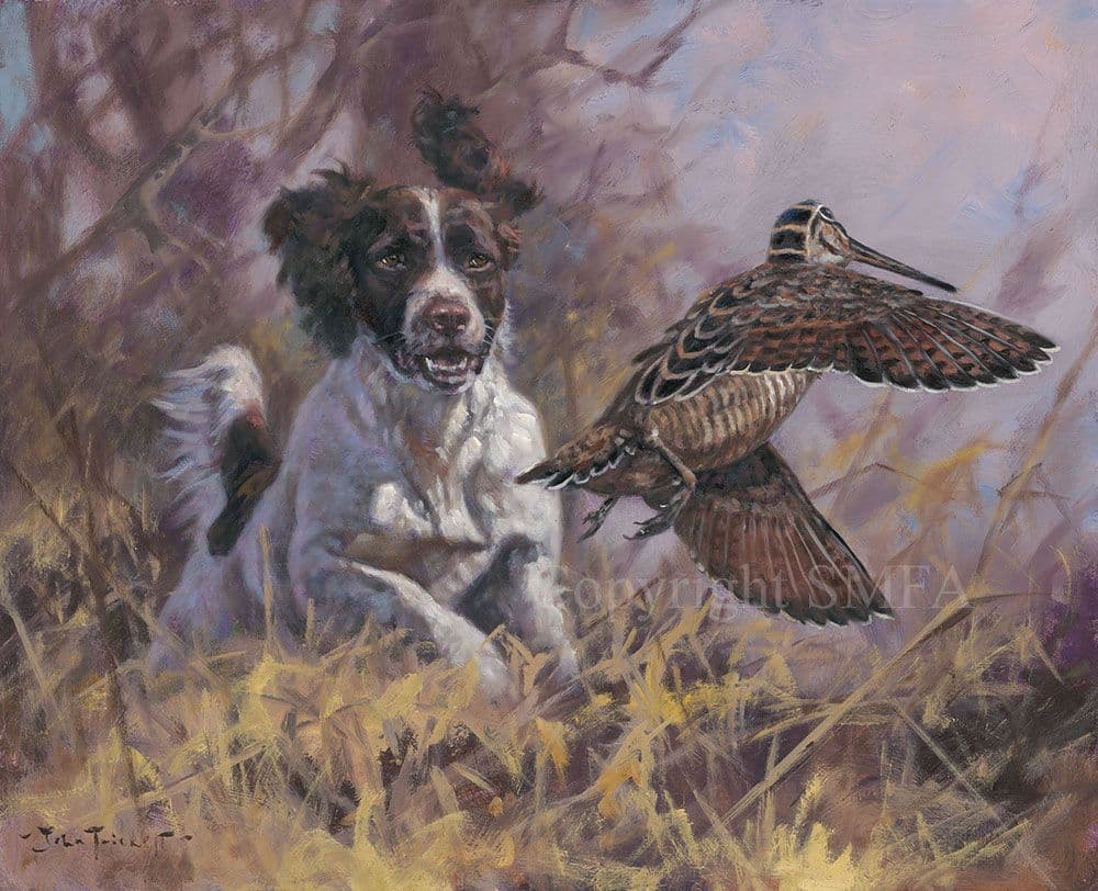 Springer Spaniel Limited Edition Canvas Print Liver and White Flush by ...