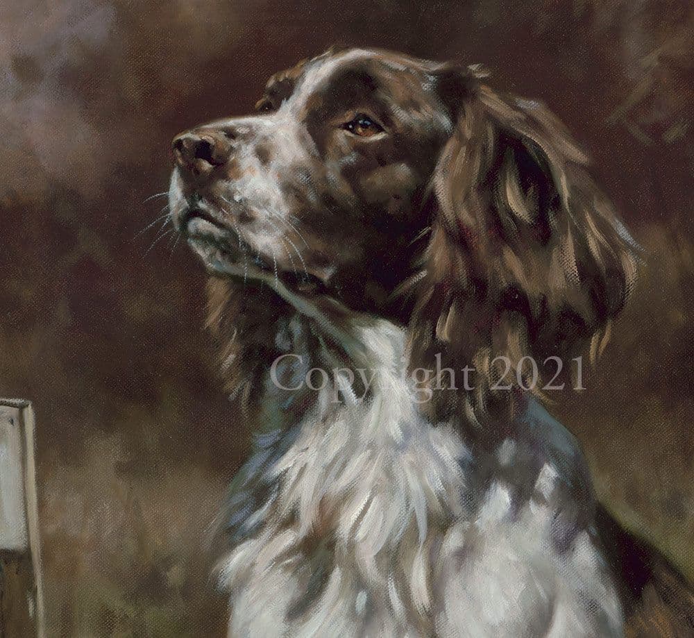 Springer Spaniel Limited Edition Print Ready by John Trickett