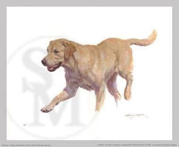 Study in Movement Yellow Labrador
