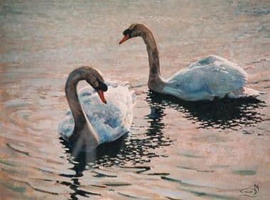 Swan Limited Edition Print Swans by Malcolm Coward