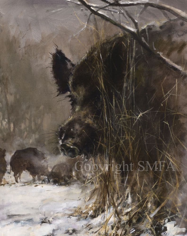Wild Boar Limited Edition Print Wild Boar by Jonathan Walker