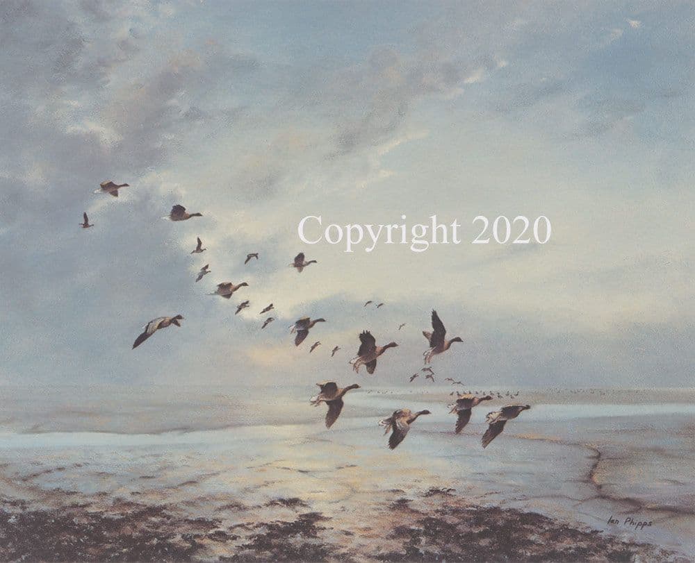 Wildfowl Limited Edition Print Pinkfeet Coming in under Caerlaverock by Ian Phipps