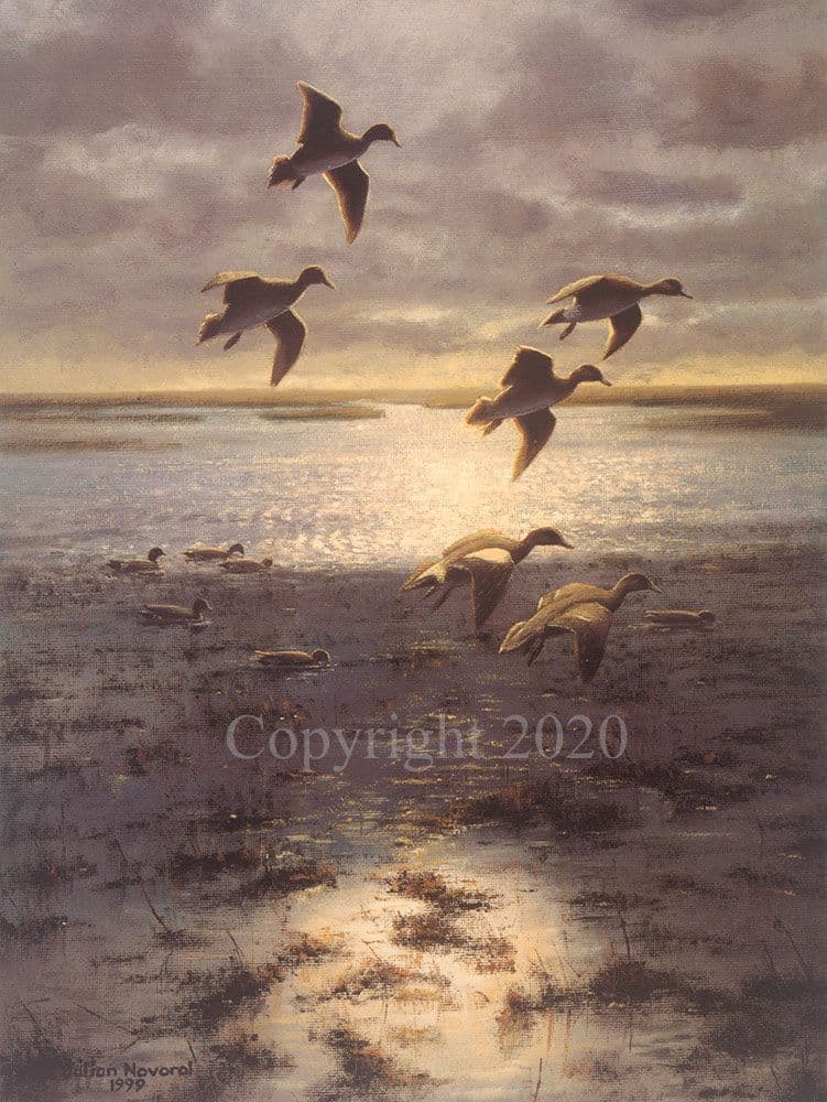 Wildfowl Limited Edition Print Widgeon at High Water by Julian Novorol