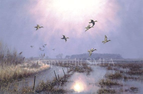 Wildfowling Limited Edition Print Teal in the Morning Light by Julian ...
