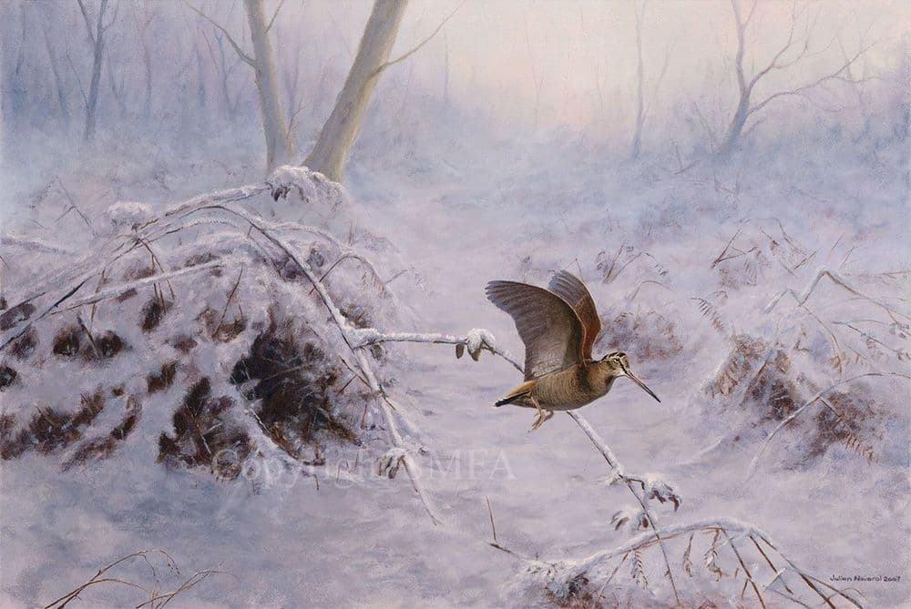 Woodcock Limited Edition Print Woodcock at Dusk by Julian Novorol