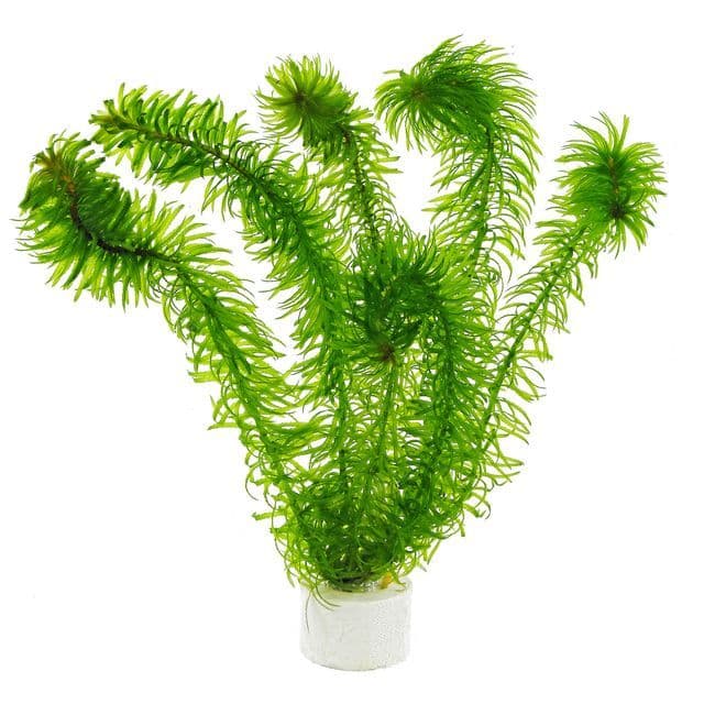 Aquamania Custom 1000L - Wildlife Pond Kit Full / Complete Starter