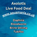 Axolotl and Amphibian Live Foods Mixed Deal
