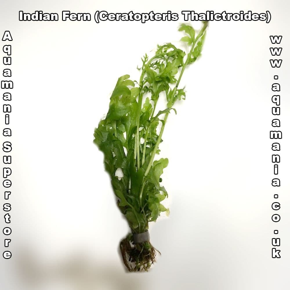 Indian Fern Ceratopteris Thalictroides - Live Aquatic / Fish Plant