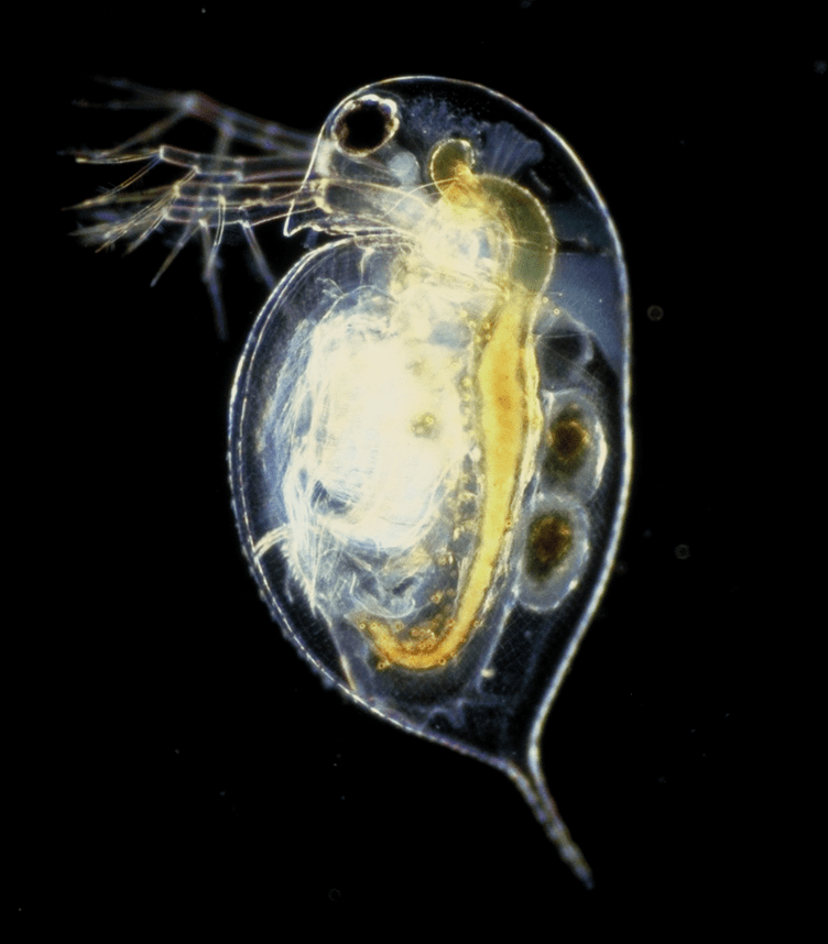 Live Daphnia - Live Fish Food