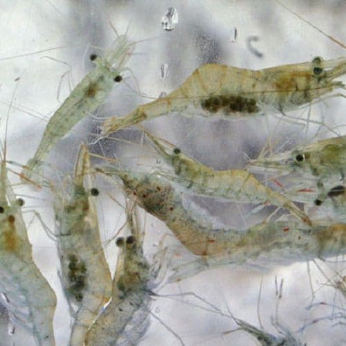 Live River Ghost Shrimp - Live Fish Food