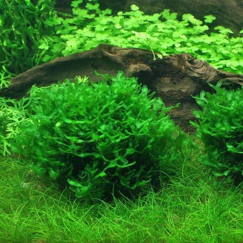 Pelia Moss Monosolenium Tenerum - Live Aquatic / Fish Plant