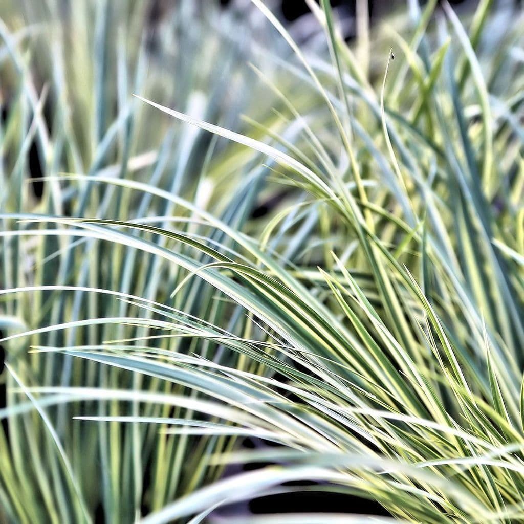 Acorus gramineus Variegata