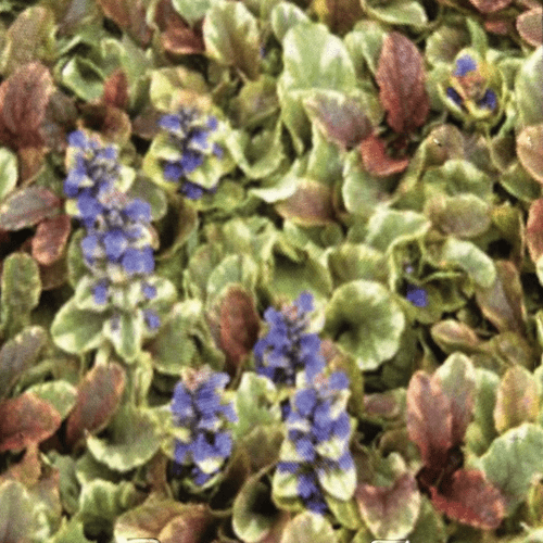Ajuga Golden Beauty