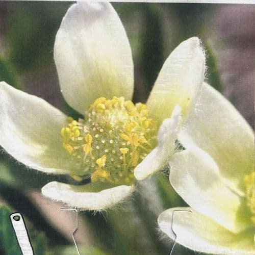 Anemone multifida White