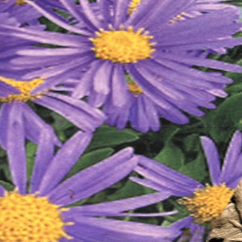 Aster Alpinus Violet