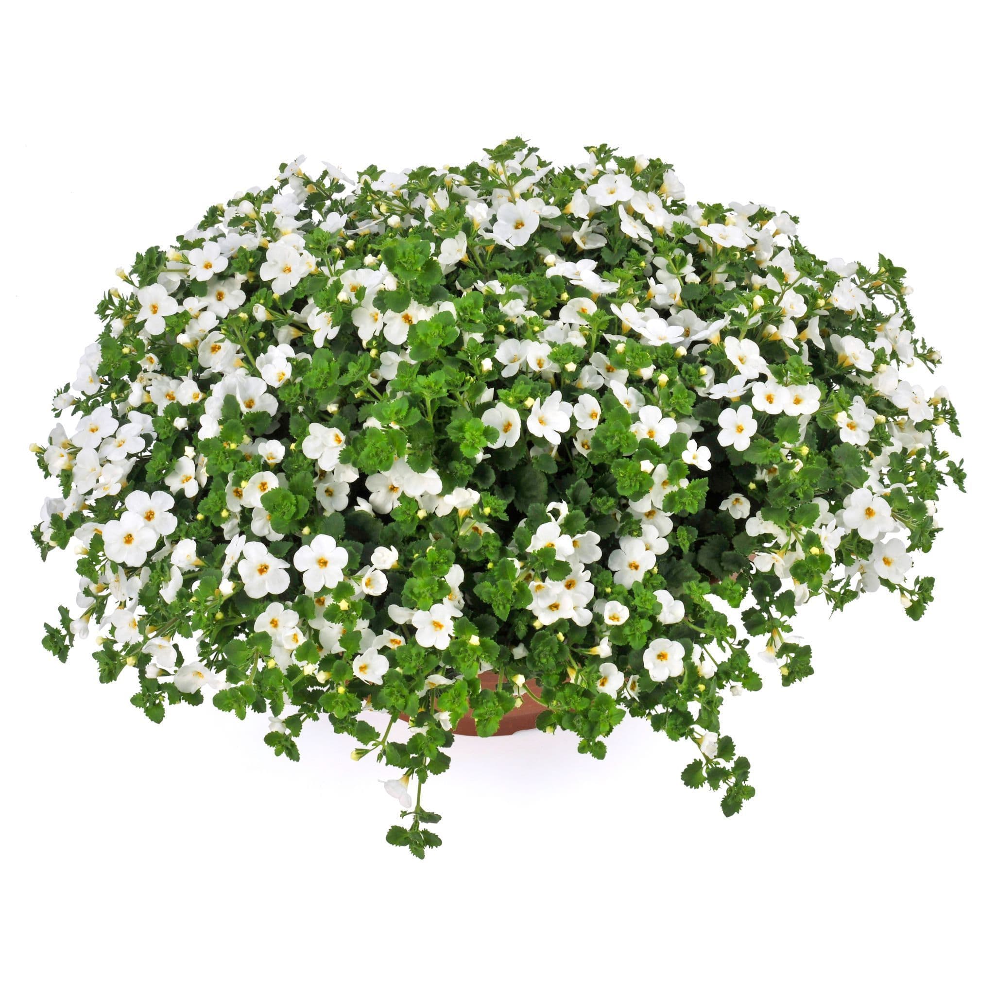 Bacopa Snowflake
