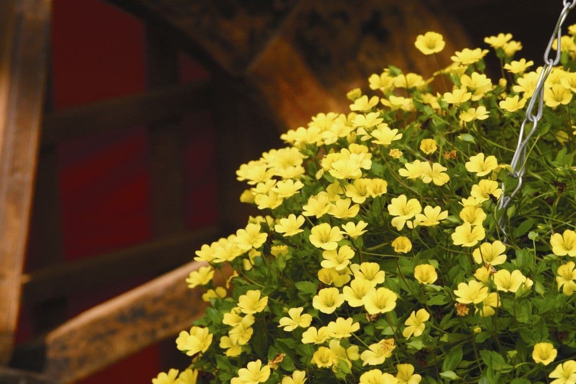 Bacopa Yellow Mecardonia