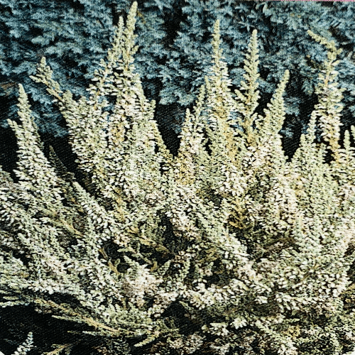 Calluna vulgaris "Beoley Silver"