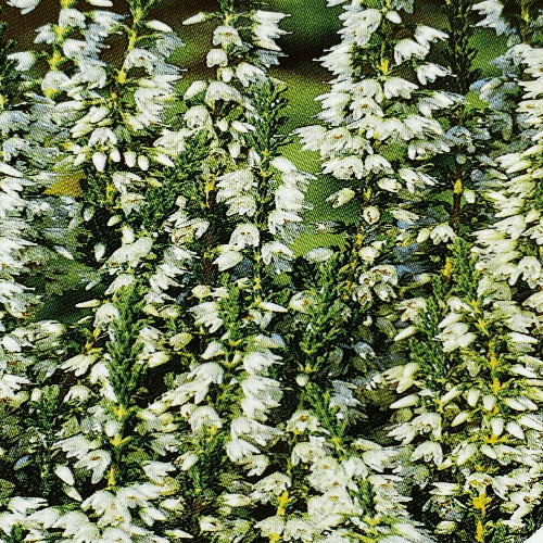 Calluna vulgaris "Kirby White"