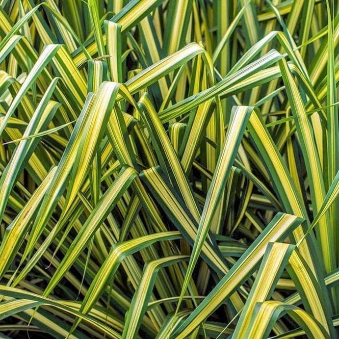 Carex osh Evergold