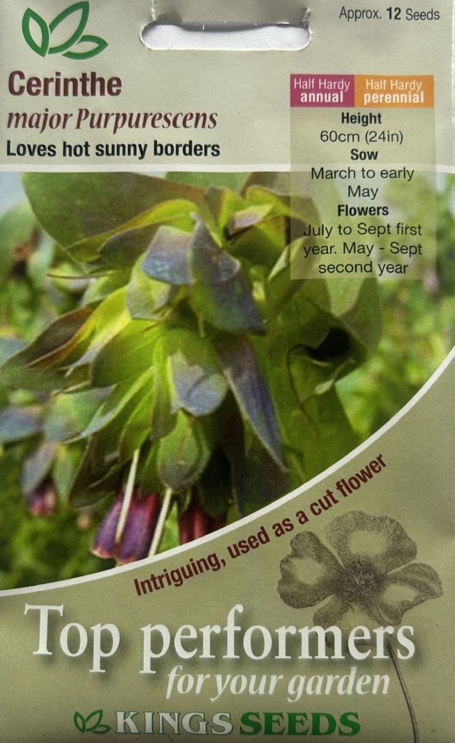 Cerinthe Major Purpurescens