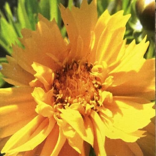 Coreopsis grandiflora Early Sunrise