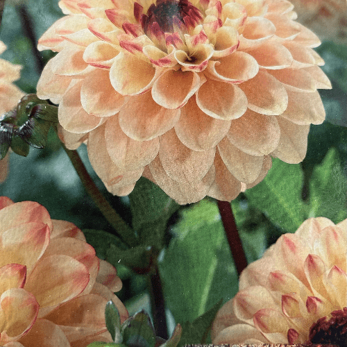 Dahlia Decorative Yellow Jill